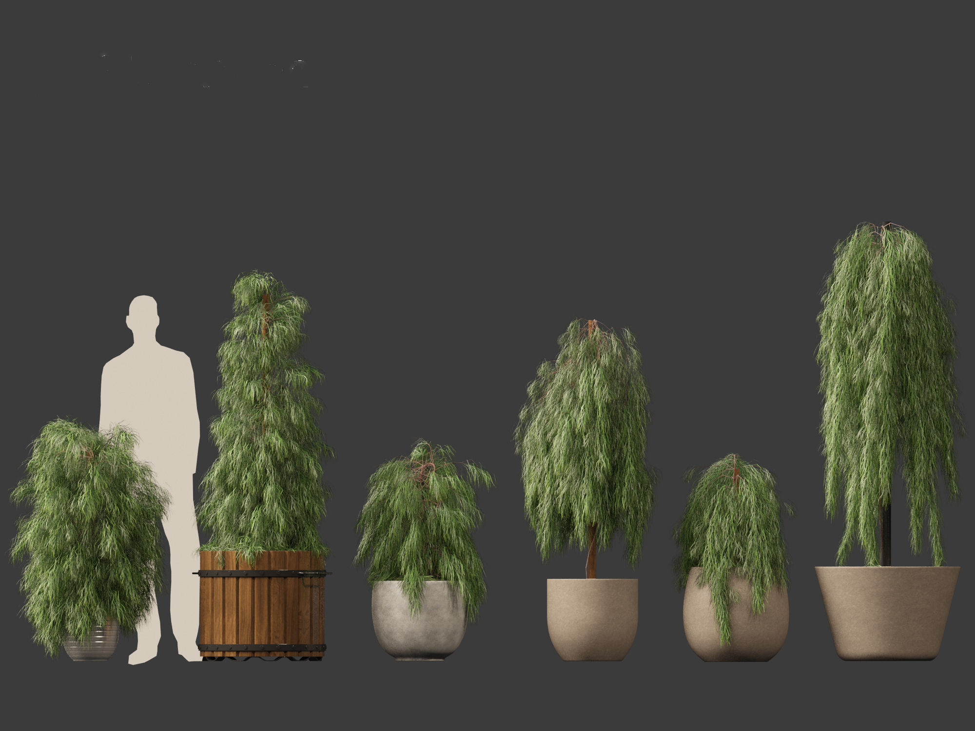 Acacia cognata Waterfall - River Wattle 01 3D model | CGTrader