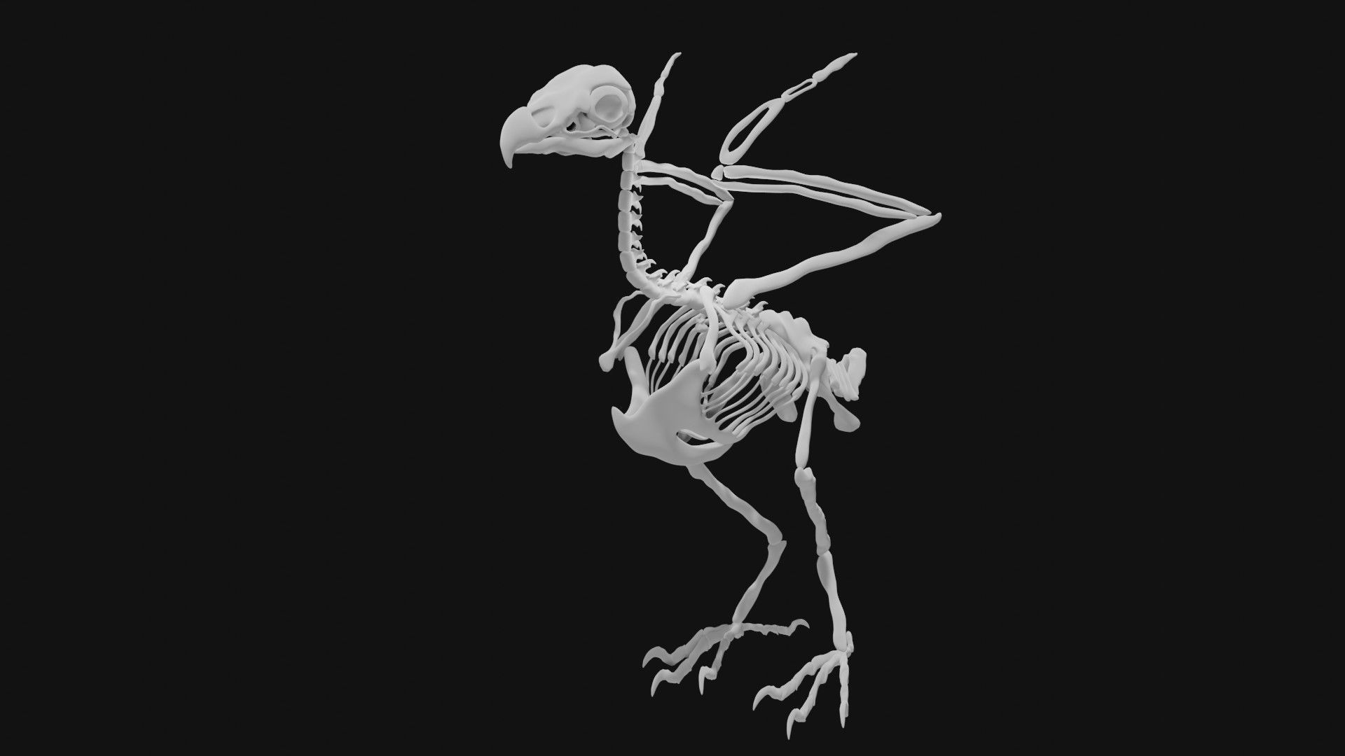 Eagle skeleton 3D model | CGTrader