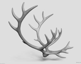 Antler 3D Models | CGTrader