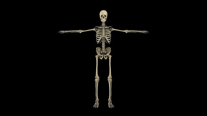 skeletal system 3D model | CGTrader