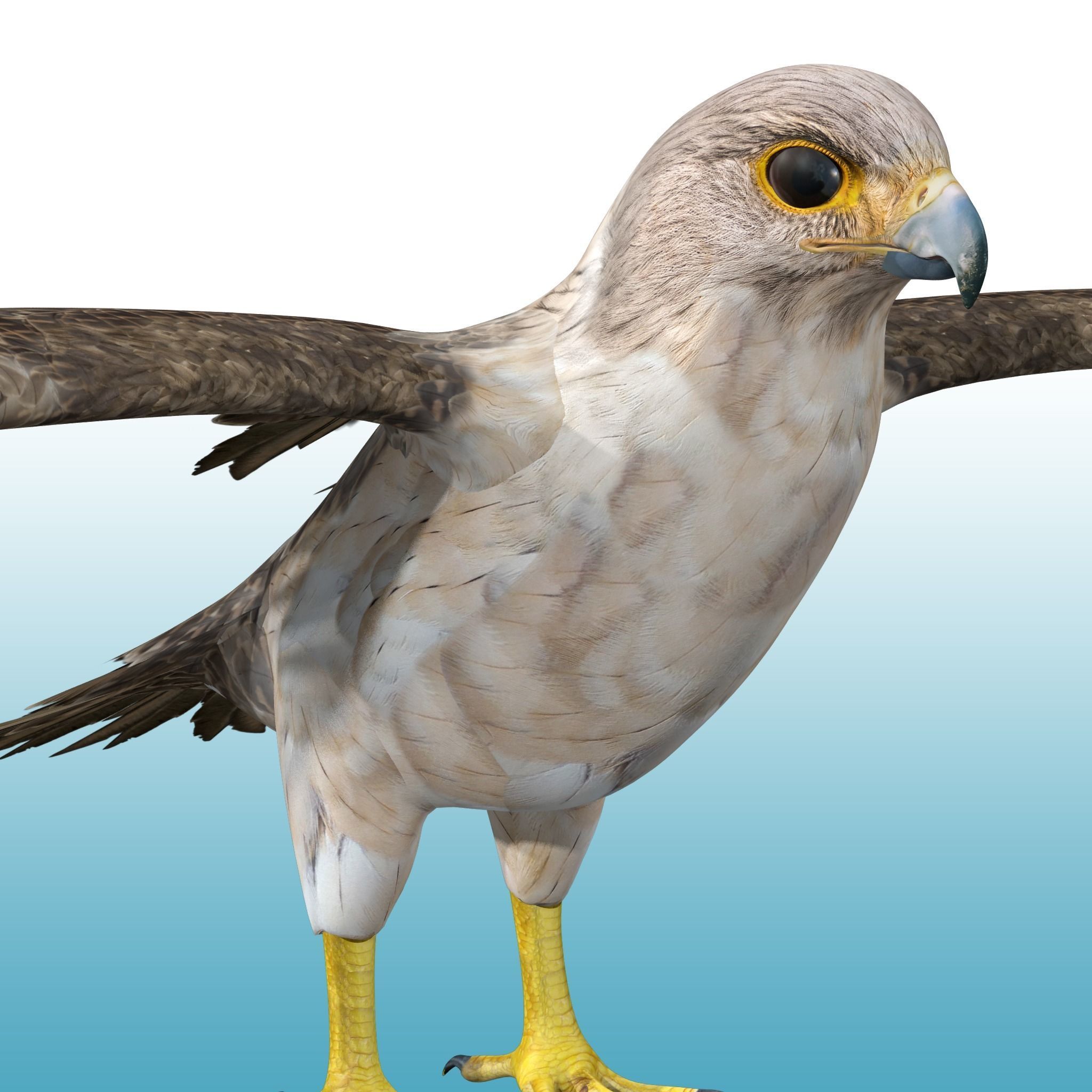 Hawk Bird 3D model rigged | CGTrader
