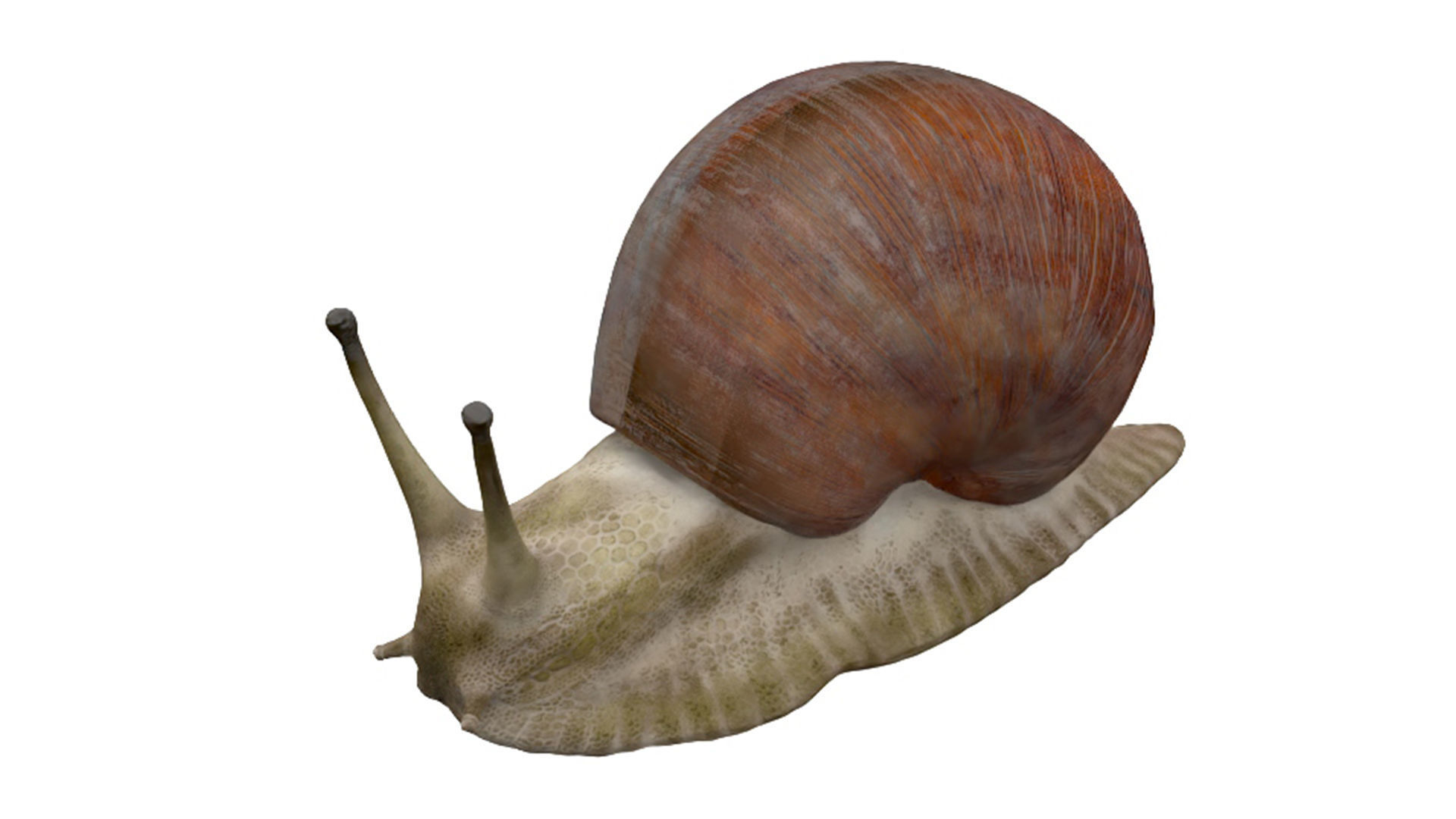 3D model Snail VR / AR / low-poly | CGTrader