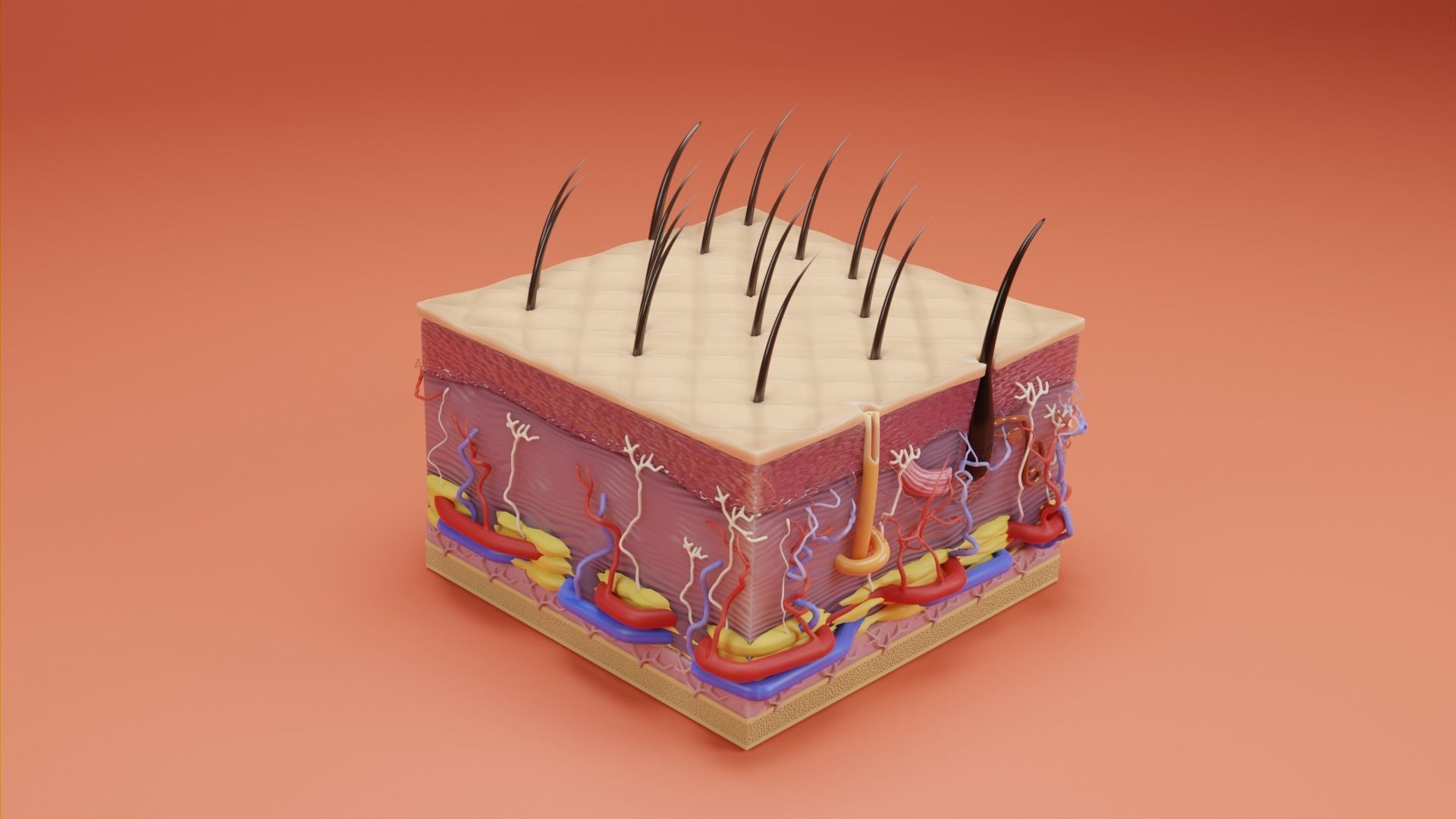 skin model human layer 3D model | CGTrader