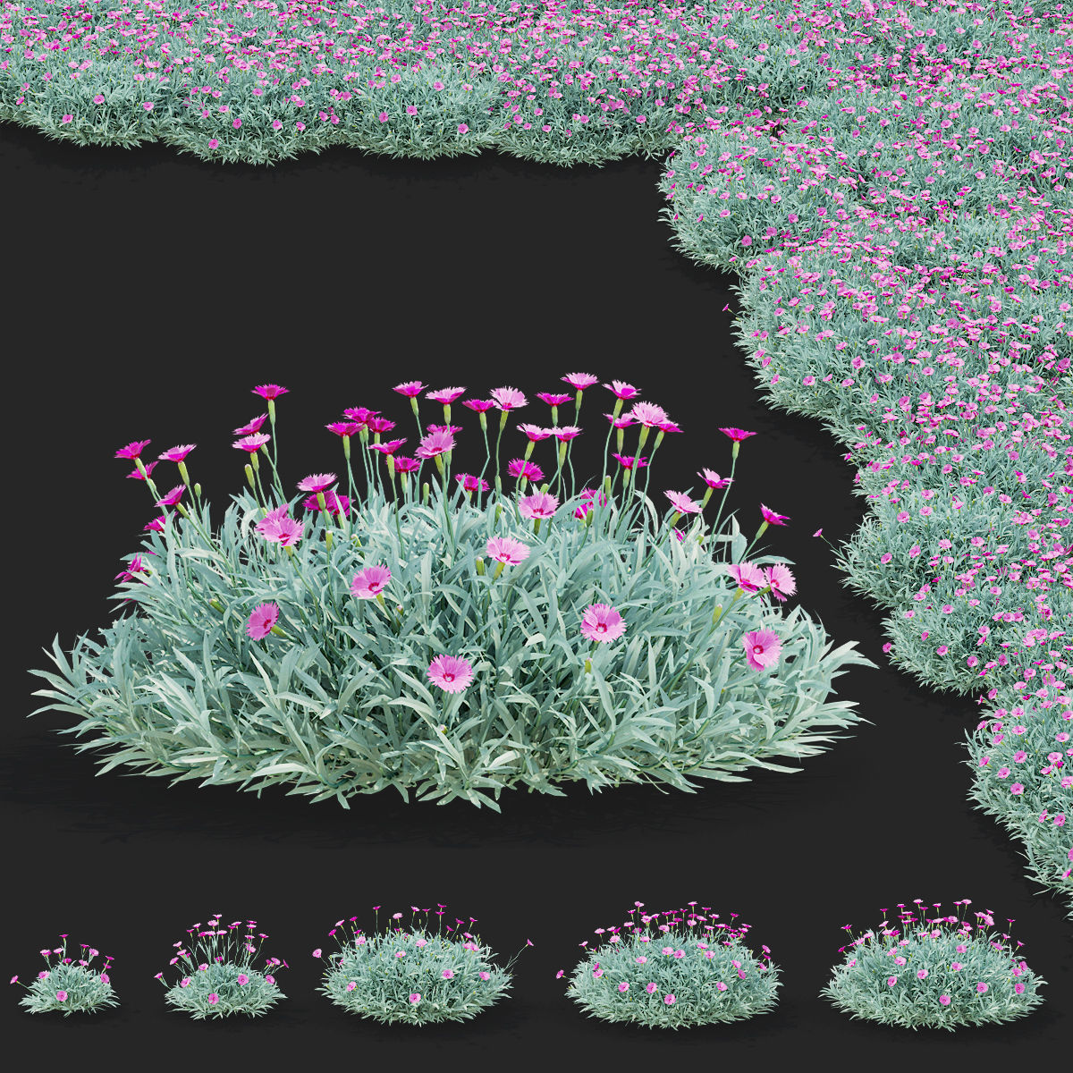 Dianthus gratianopolitanus flower 3D model | CGTrader