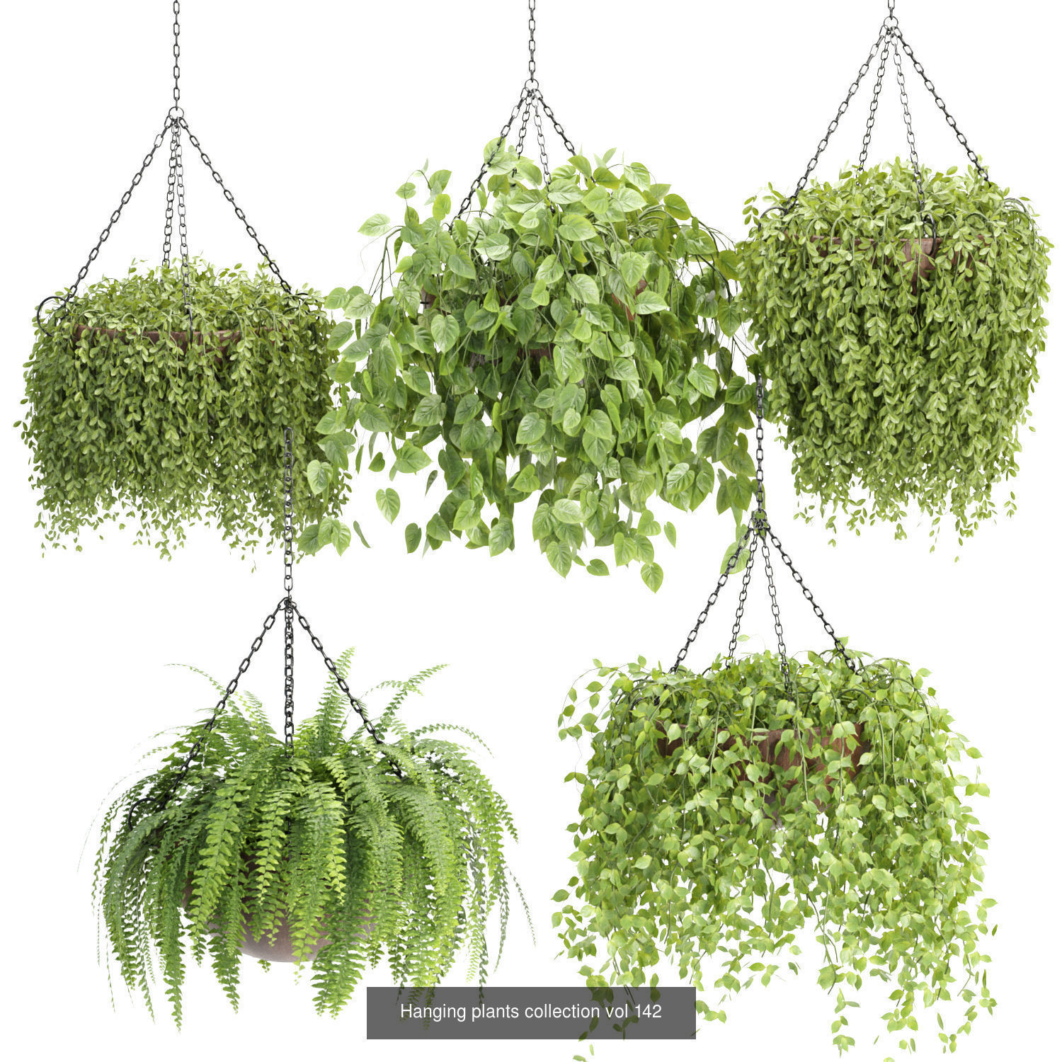 Hanging plants indoor collection 3D Models | CGTrader