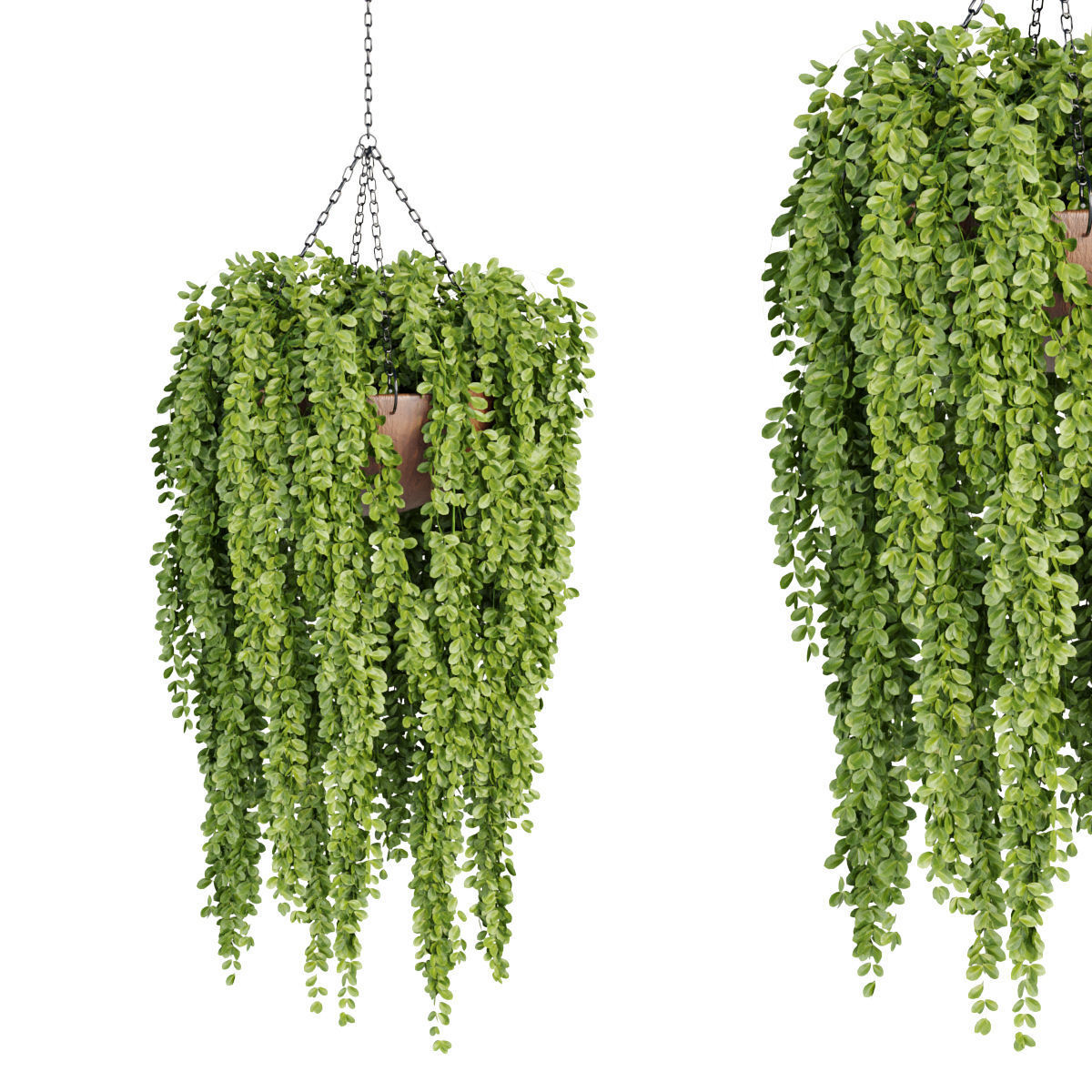 Hanging plants indoor collection 3D Models | CGTrader