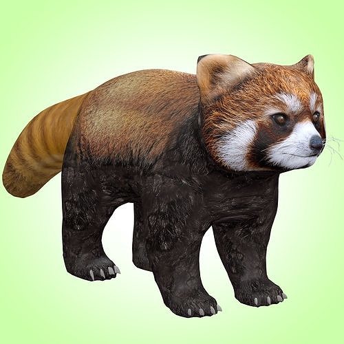 3D model Red Panda Rig VR / AR / low-poly | CGTrader