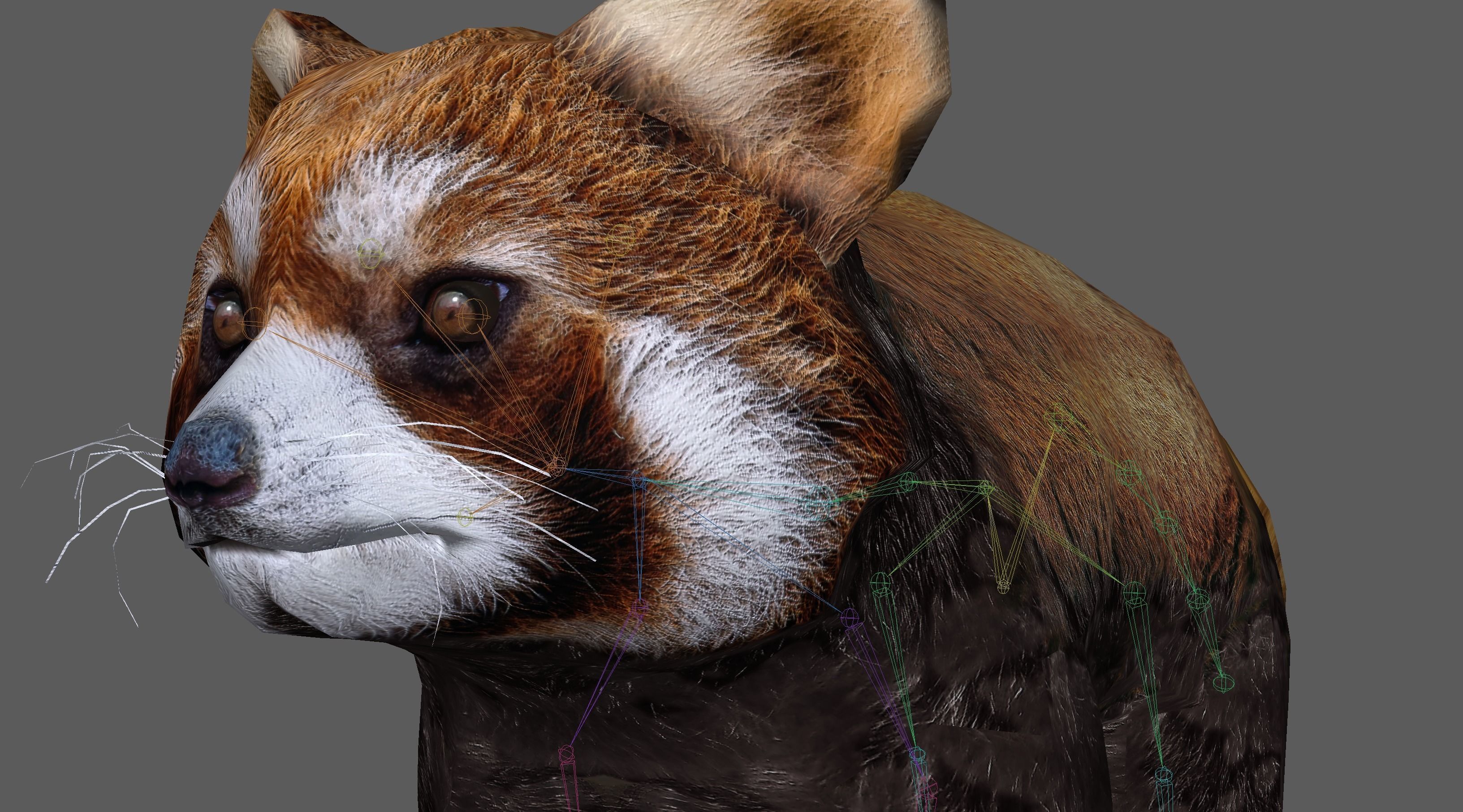 3D model Red Panda Rig VR / AR / low-poly | CGTrader