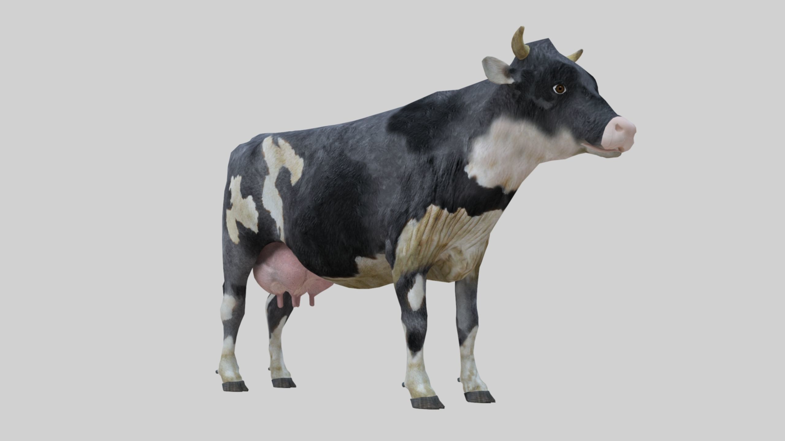 Low Poly Cow Collection - 3 Cow Models - 4K - Unwrapped VR / AR / low ...