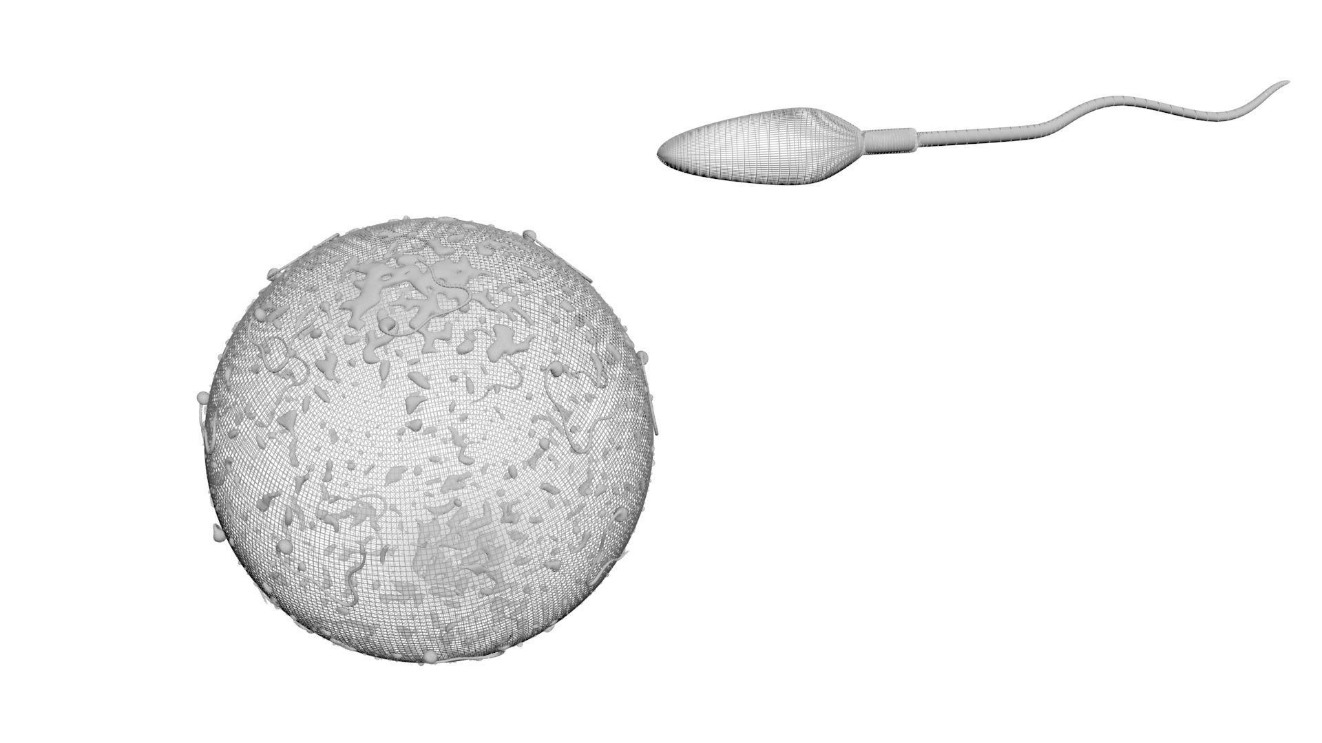 Human Egg With Sperm Cell 3D model | CGTrader