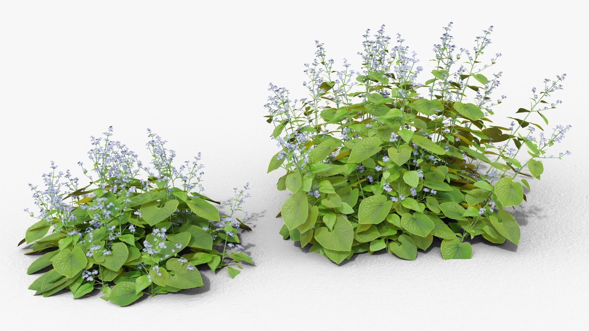 Brunnera macrophylla 3D model | CGTrader