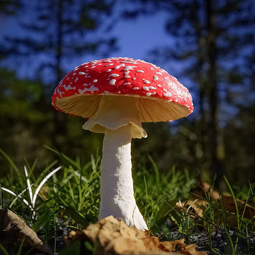 3D model Magic Mushroom VR / AR / low-poly | CGTrader