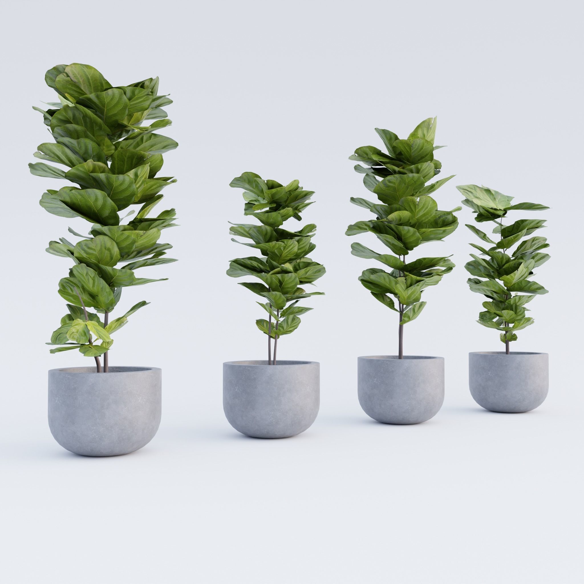 3D model Fiddle Leaf Fig - Ficus lyrata VR / AR / low-poly | CGTrader