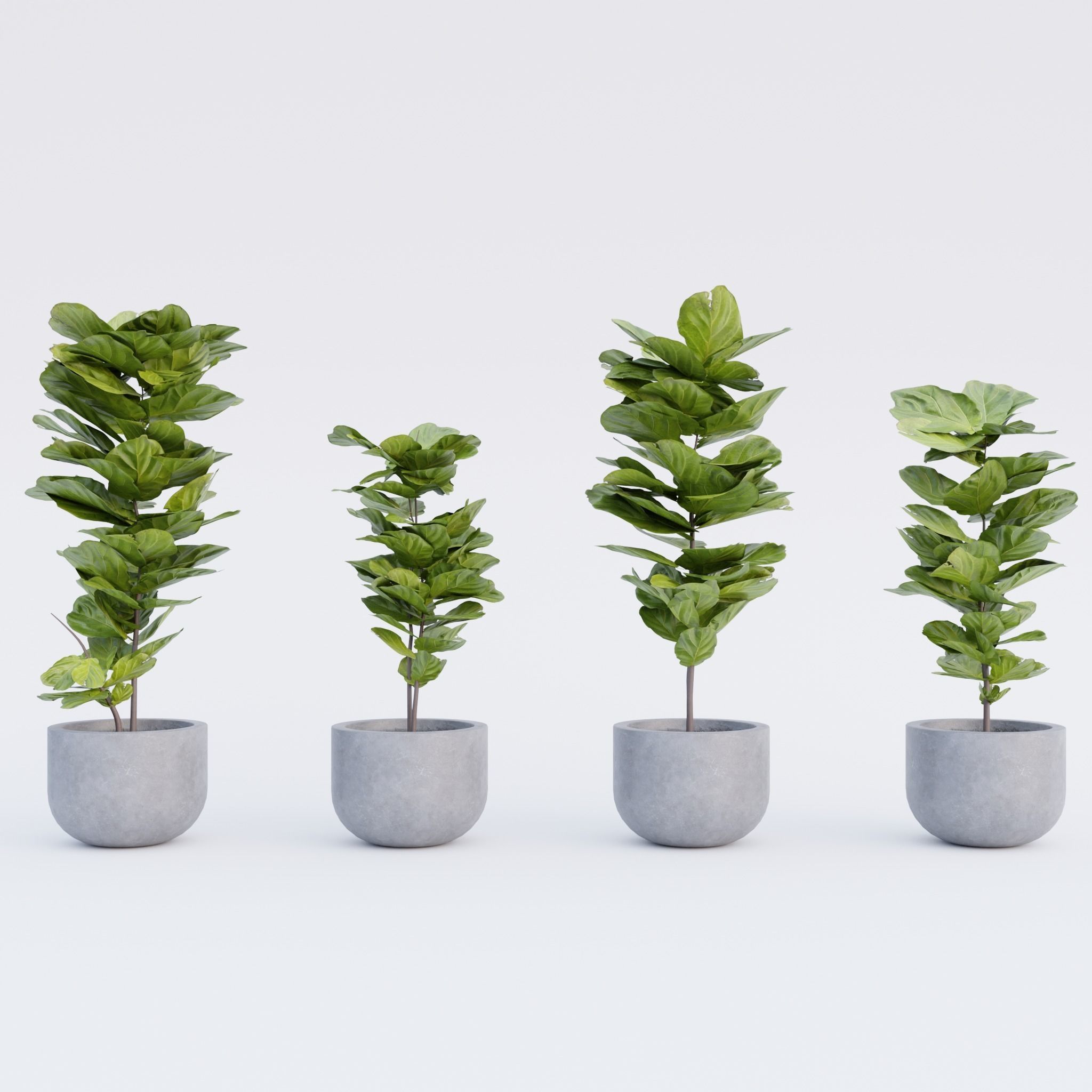 3D model Fiddle Leaf Fig - Ficus lyrata VR / AR / low-poly | CGTrader