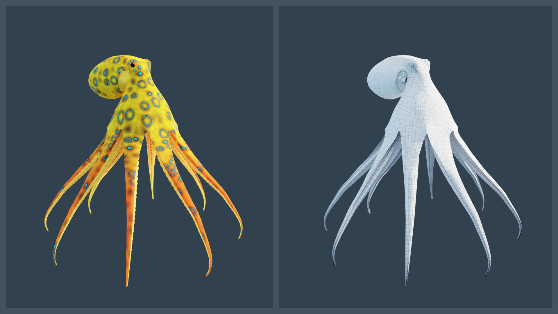 3D model Animated Blue-Ringed Octopus VR / AR / low-poly | CGTrader