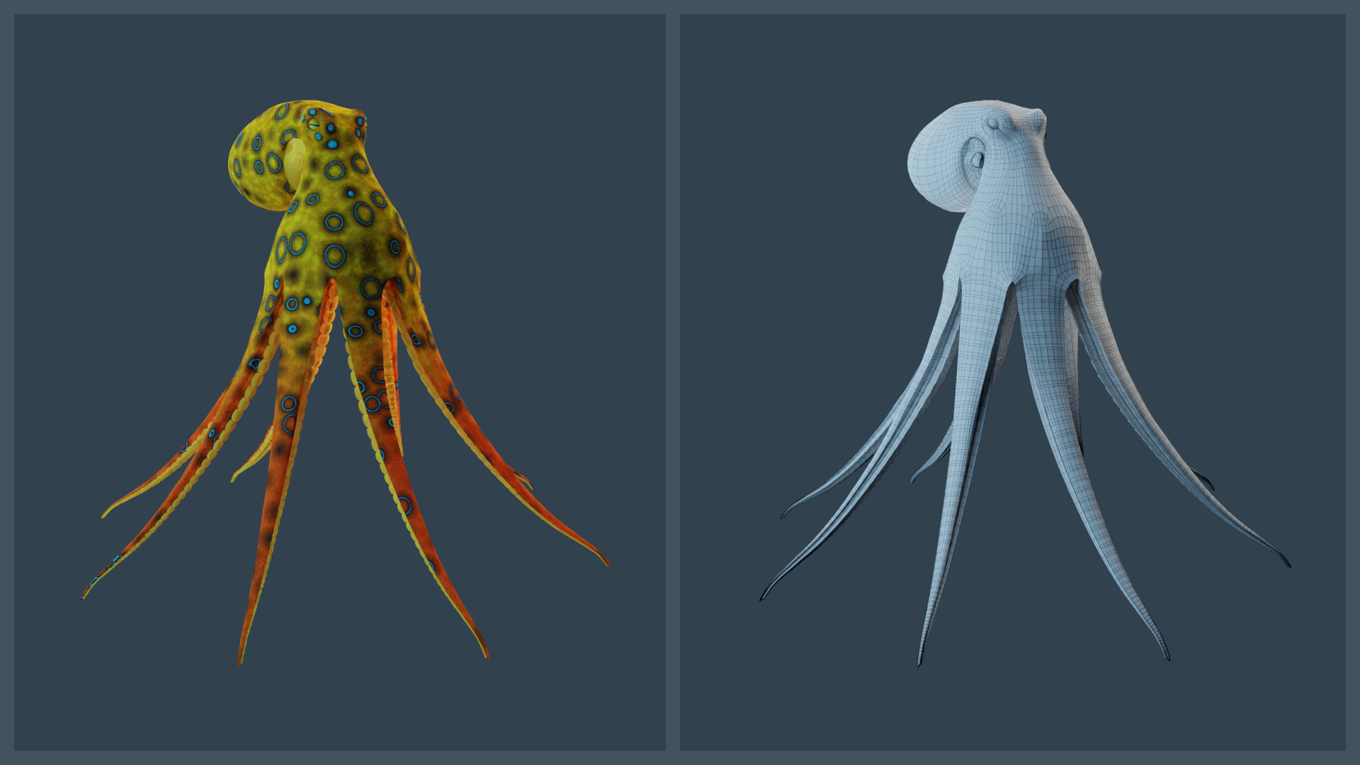 3D model Animated Blue-Ringed Octopus VR / AR / low-poly | CGTrader