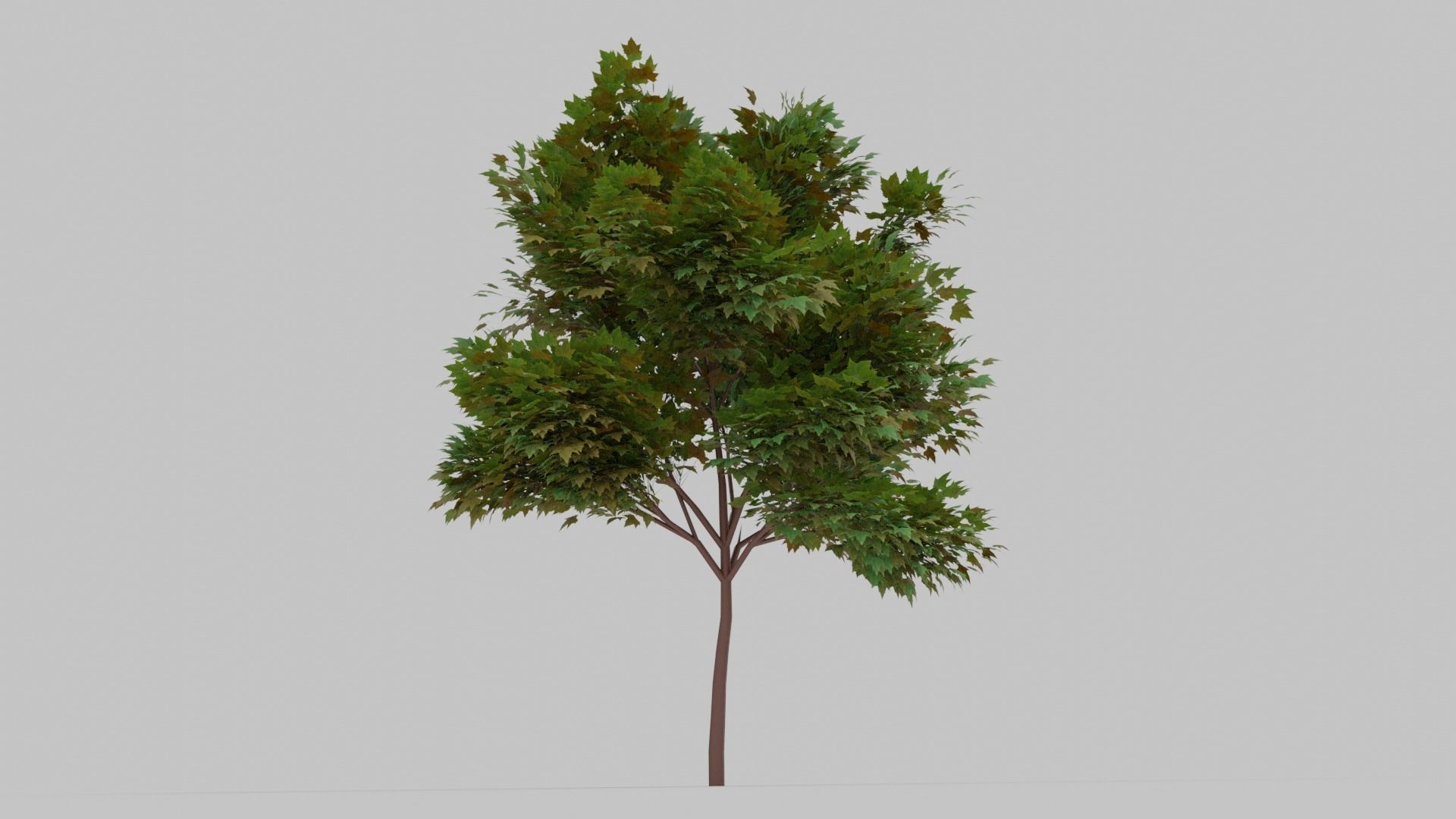 3D model Pine Tree VR / AR / low-poly | CGTrader