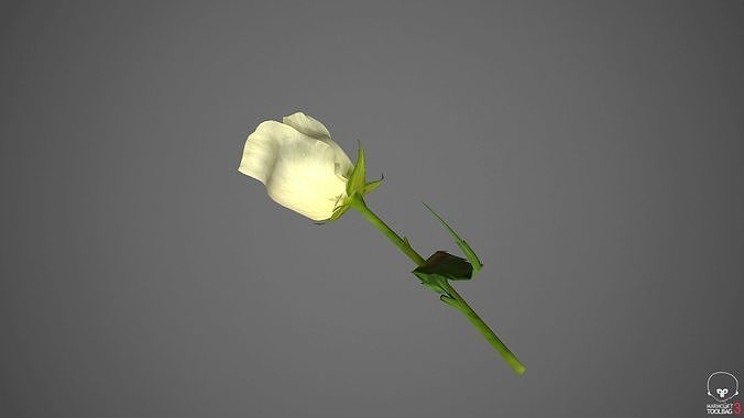 3D model White Rose VR / AR / low-poly | CGTrader