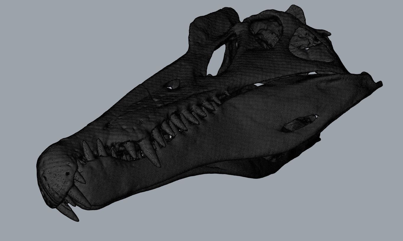 Spinosaurus skull 3D model 3D printable | CGTrader
