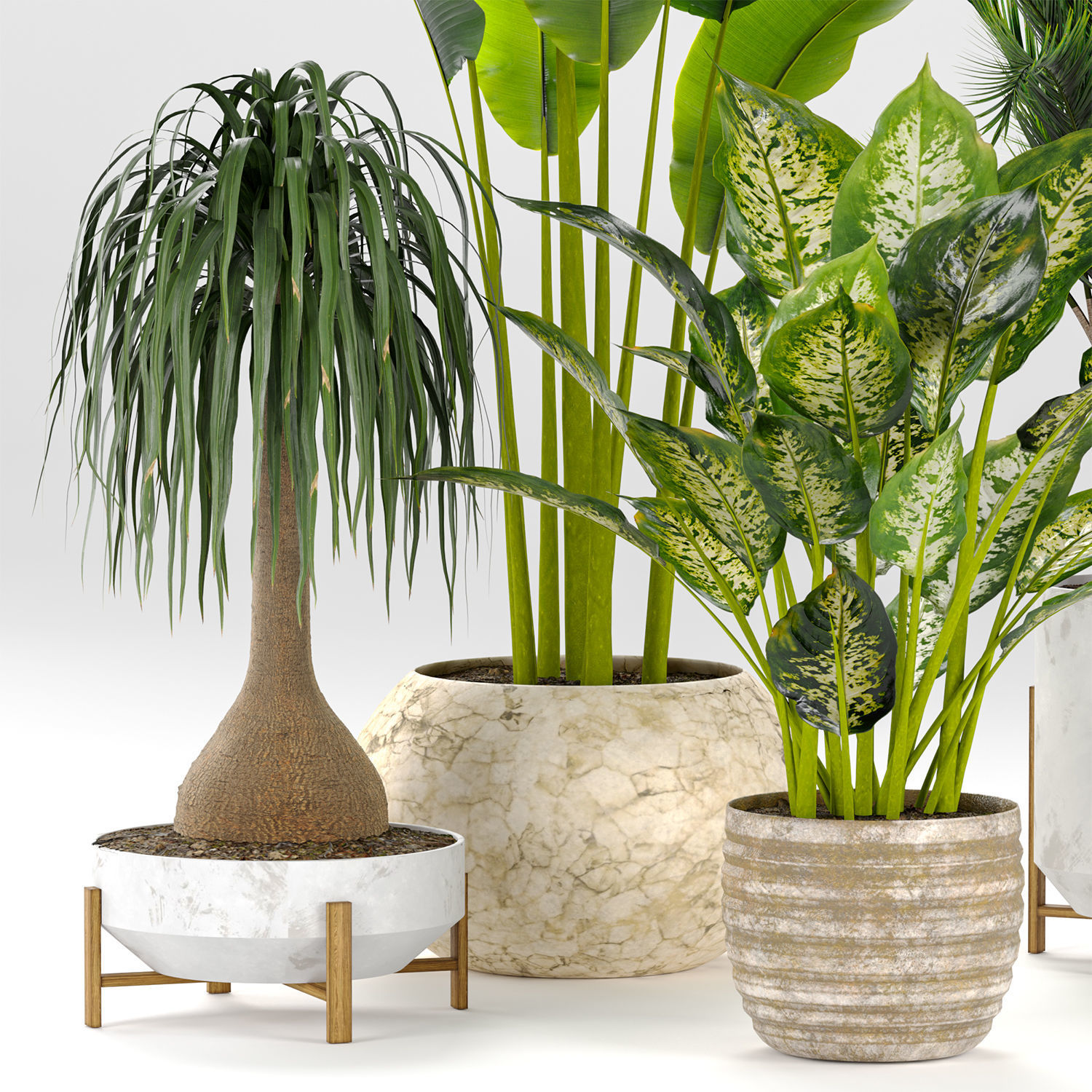 Indoor Tropical Plants Collection 3D model | CGTrader