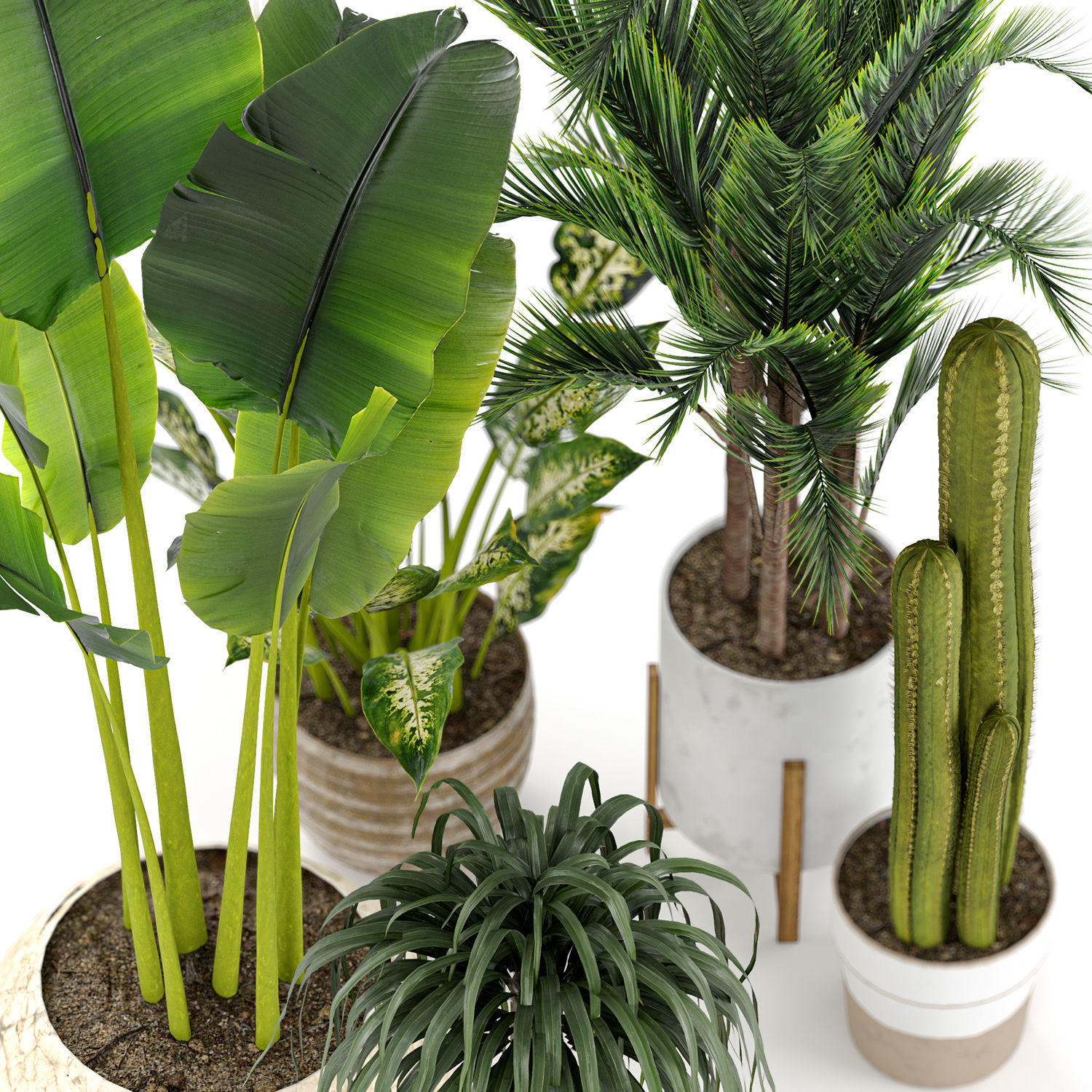 Indoor Tropical Plants Collection 3D model | CGTrader