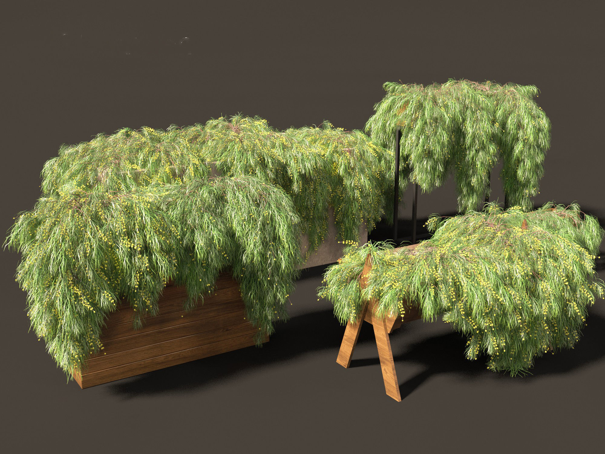 Acacia cognata Waterfall - River Wattle 02 3D model | CGTrader