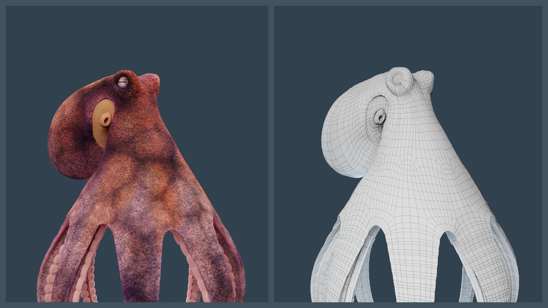 3D model Animated Common Octopus VR / AR / low-poly | CGTrader