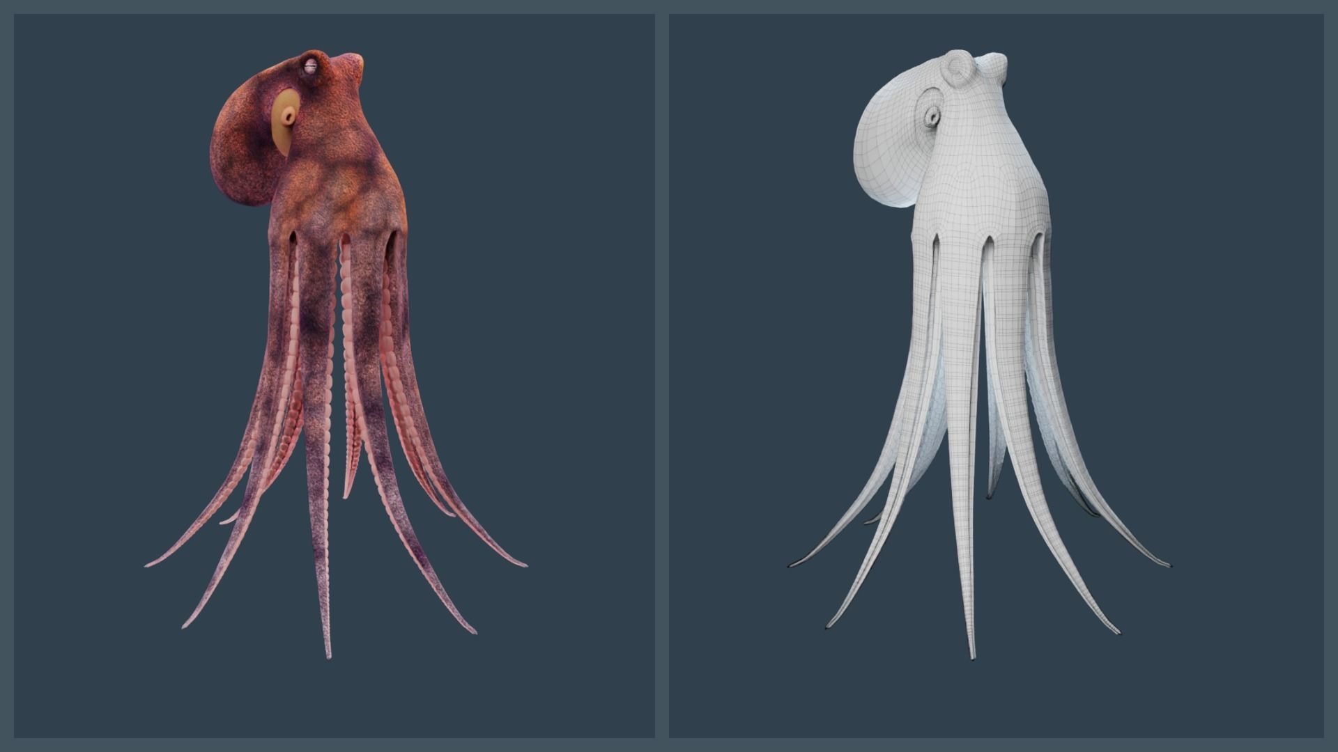 3D model Animated Common Octopus VR / AR / low-poly | CGTrader