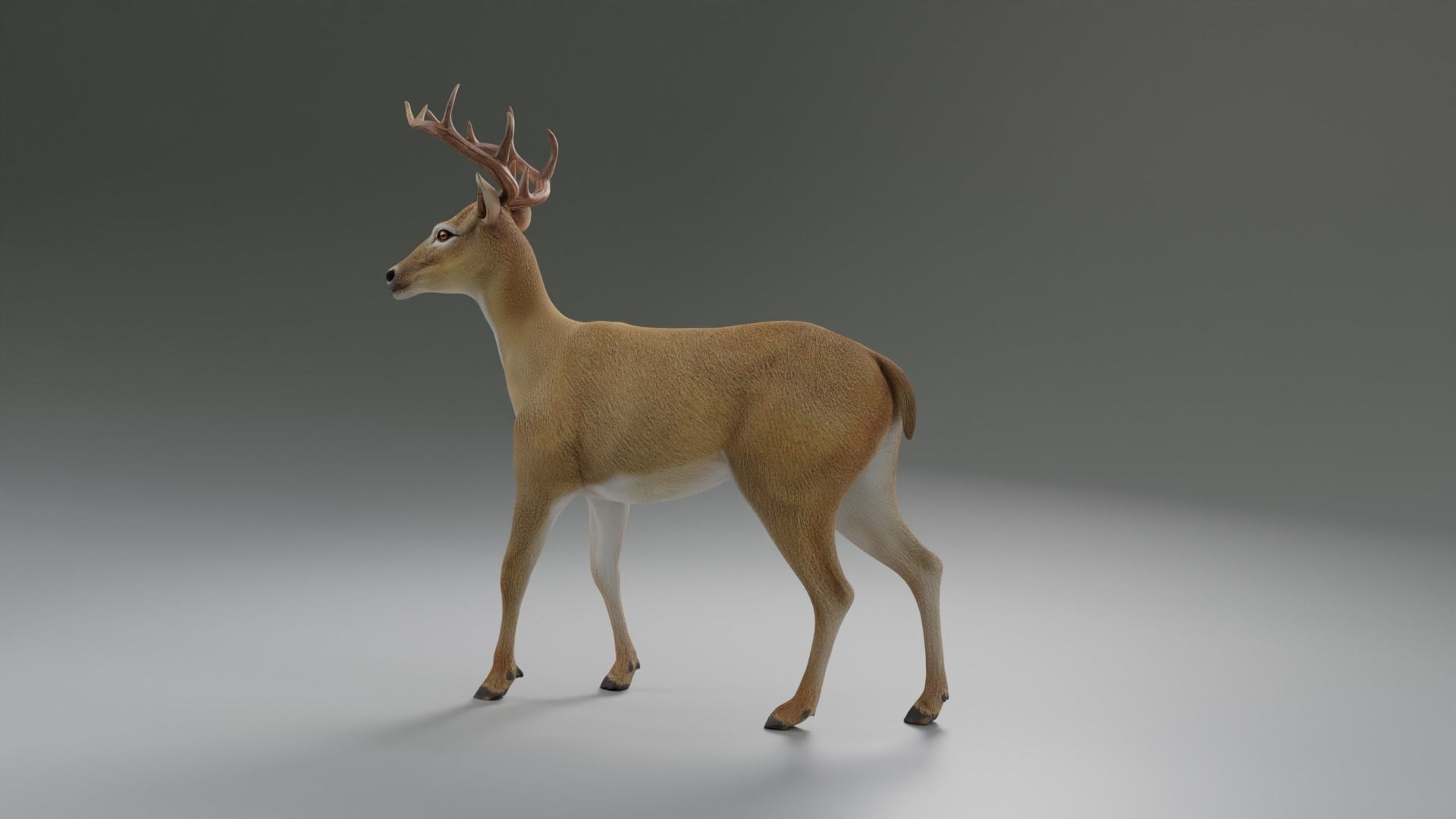 Deer realistic 3D model animated rigged | CGTrader