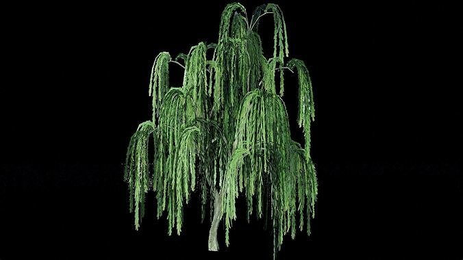 3D model Willow Tree Lowpoly VR / AR / low-poly | CGTrader