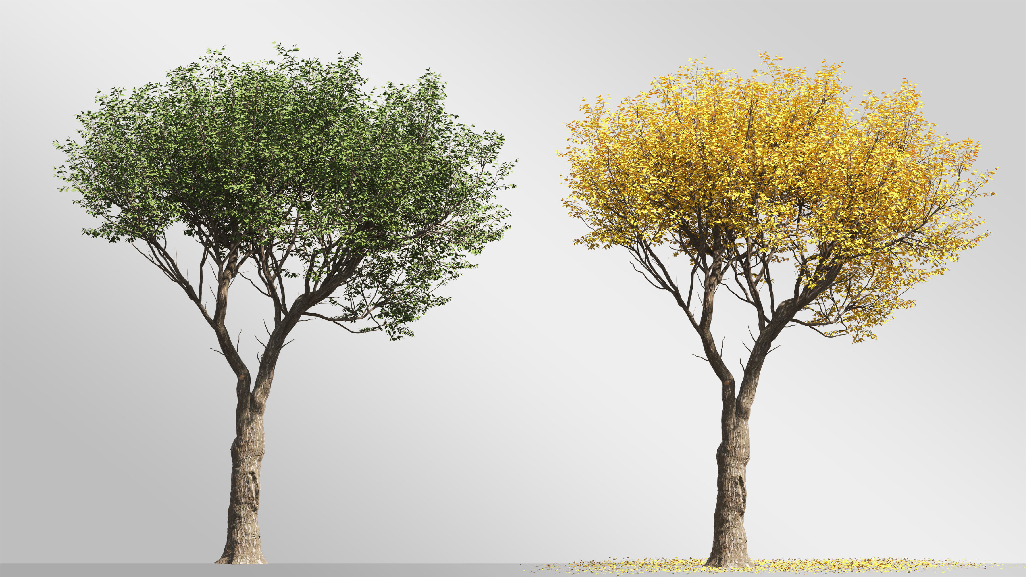 6 tree 3d models 3D model | CGTrader