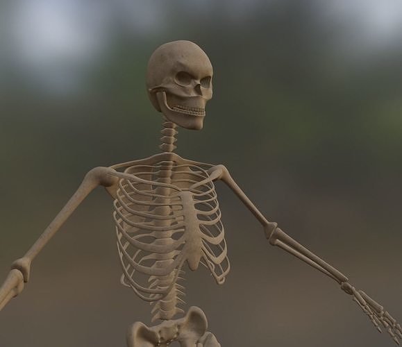 3D model Low Poly Human Skeleton - 3d Model VR / AR / low-poly | CGTrader