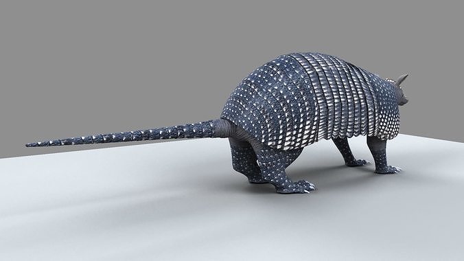 Armadillo 3D model | CGTrader
