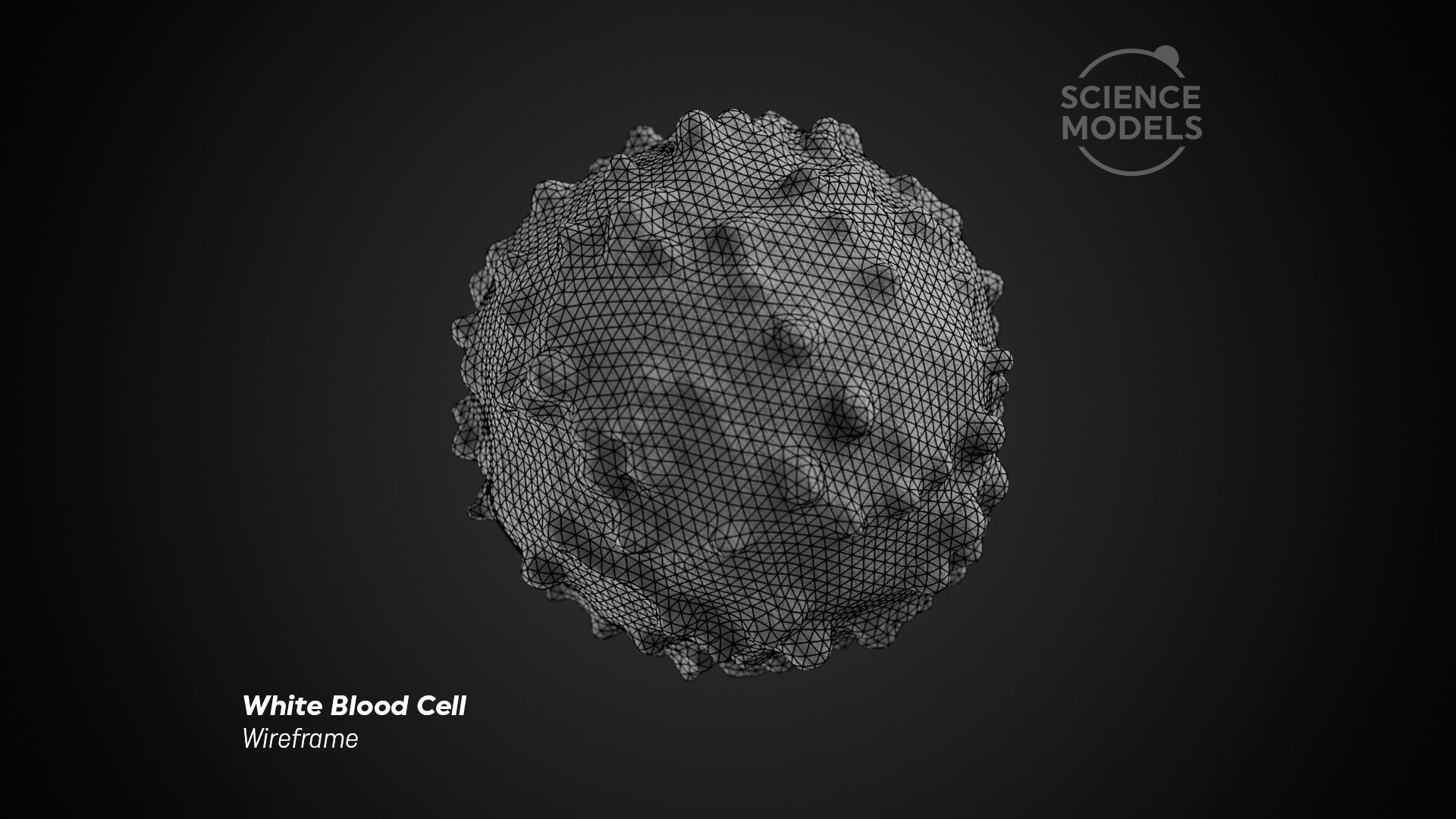 White Blood Cell 3D model | CGTrader