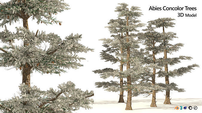 Winter Abies concolor trees 3D model | CGTrader