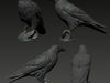 Raven 3D model 3D printable | CGTrader
