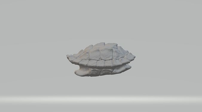 Turtle Shell Diagram