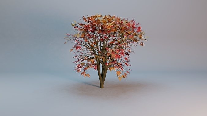 3D model Maple tree with procedural texture VR / AR / low-poly | CGTrader
