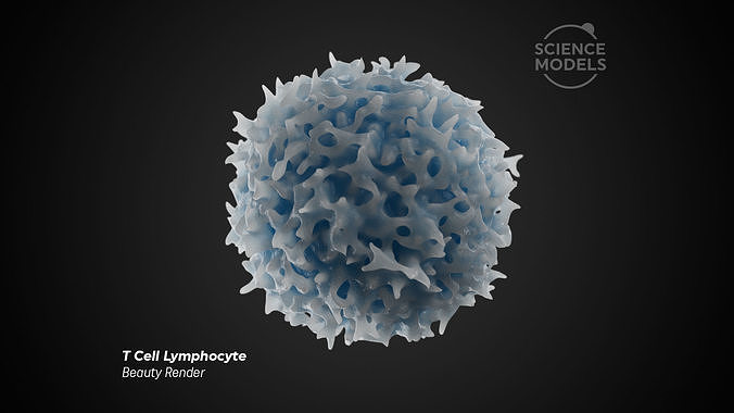 T Cell Lymphocyte 3D model | CGTrader
