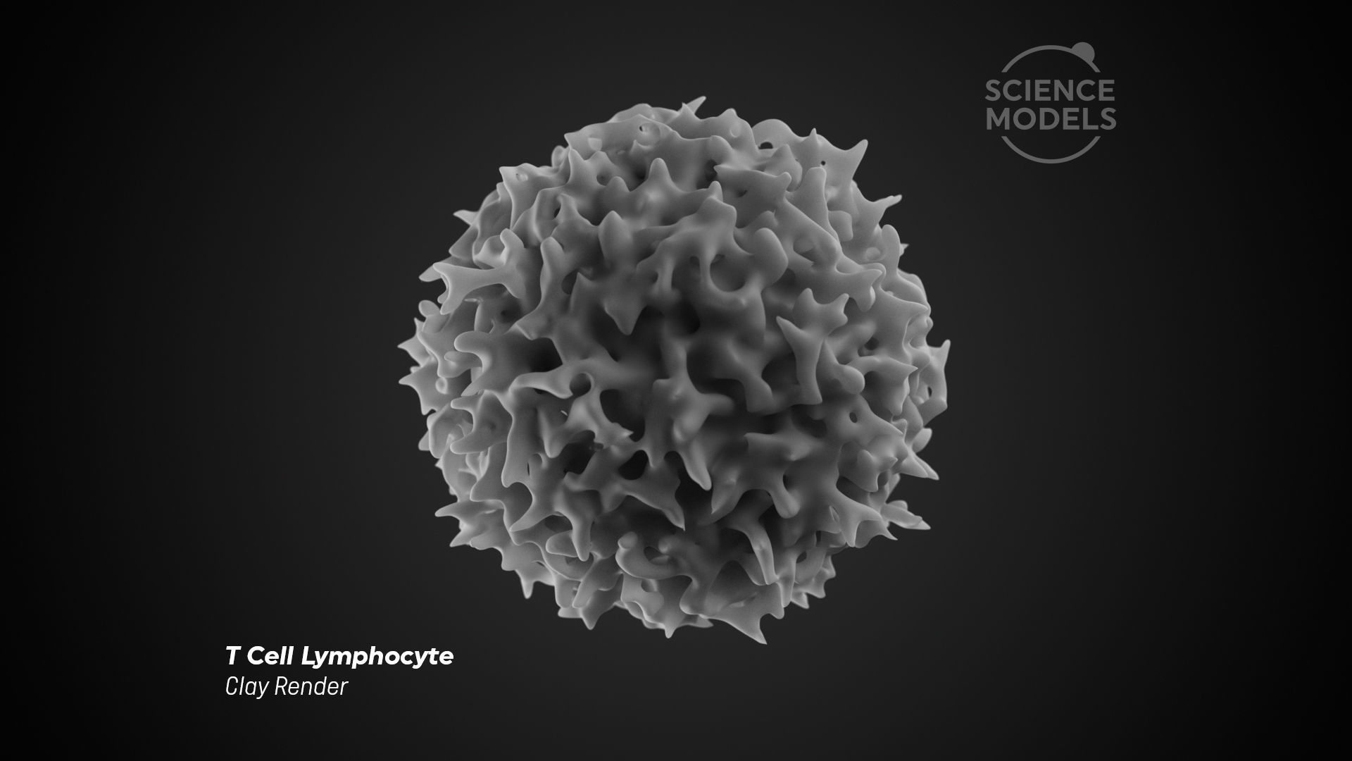 T Cell Lymphocyte 3D model | CGTrader