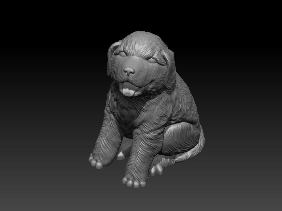 Labrador Puppy 3D model 3D printable | CGTrader