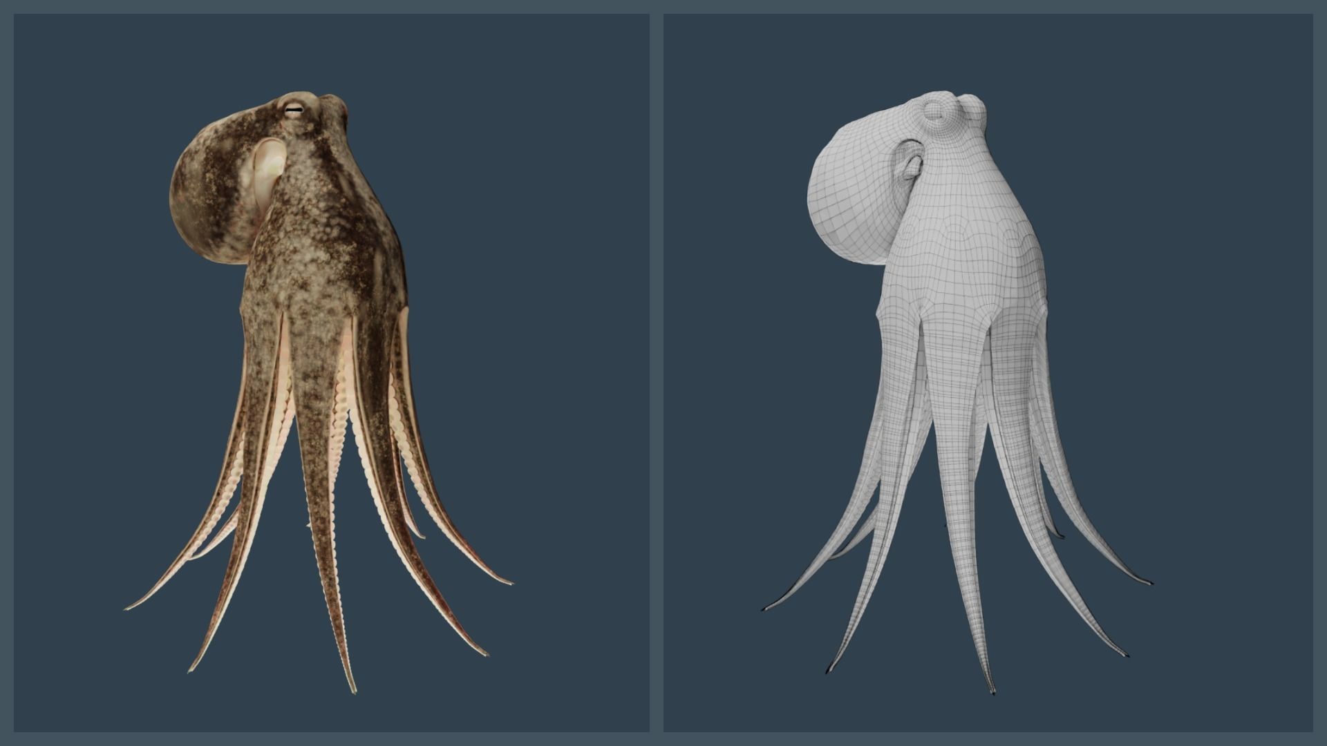 3D model Animated Southern Keeled Octopus VR / AR / low-poly | CGTrader