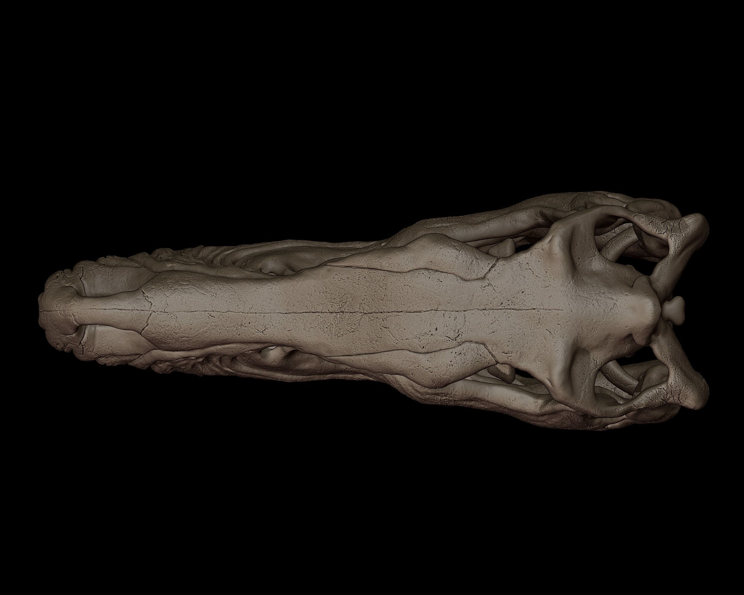 Velociraptor Skull 3d Print Model 3D model 3D printable | CGTrader