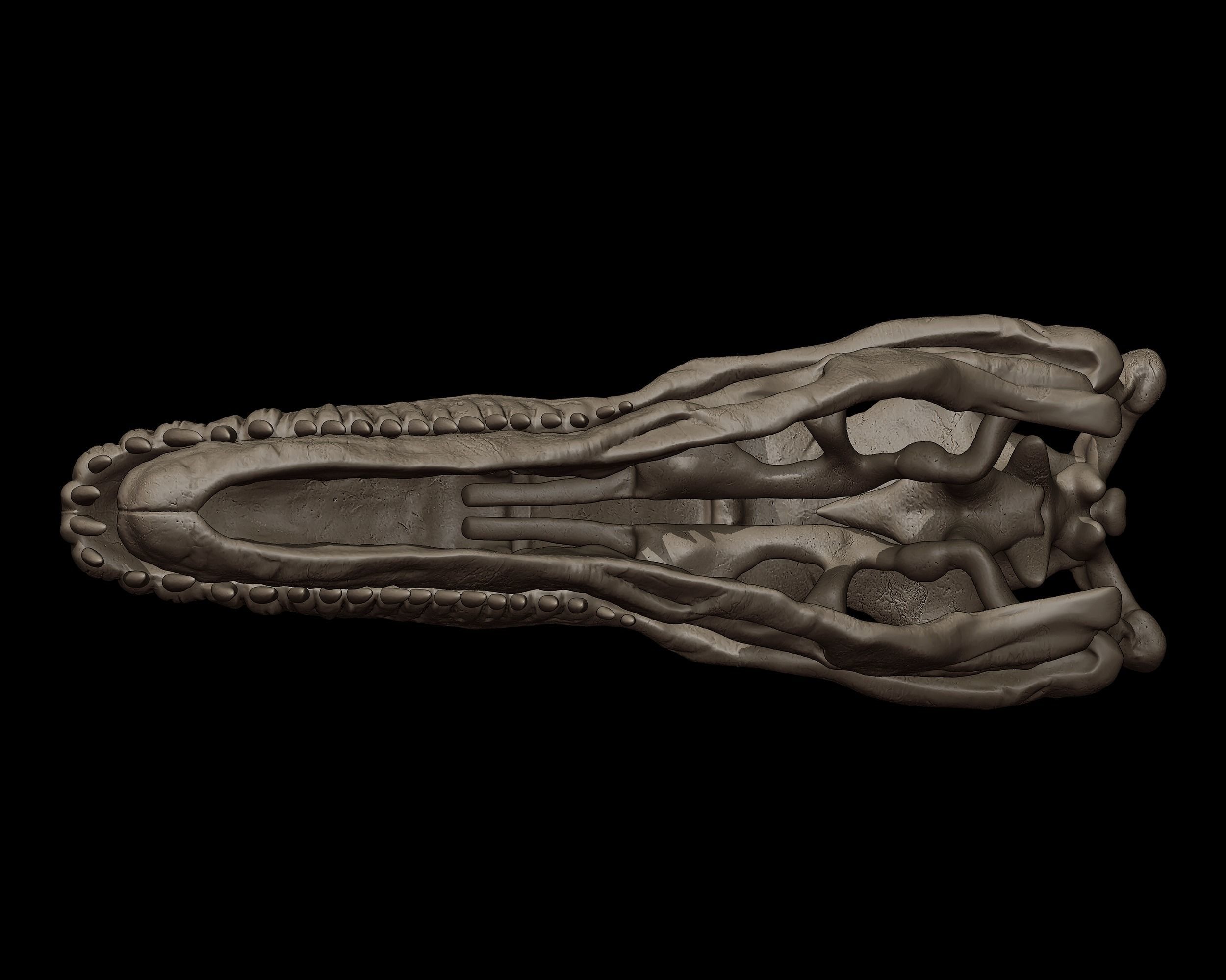 Velociraptor Skull 3d Print Model 3D model 3D printable | CGTrader