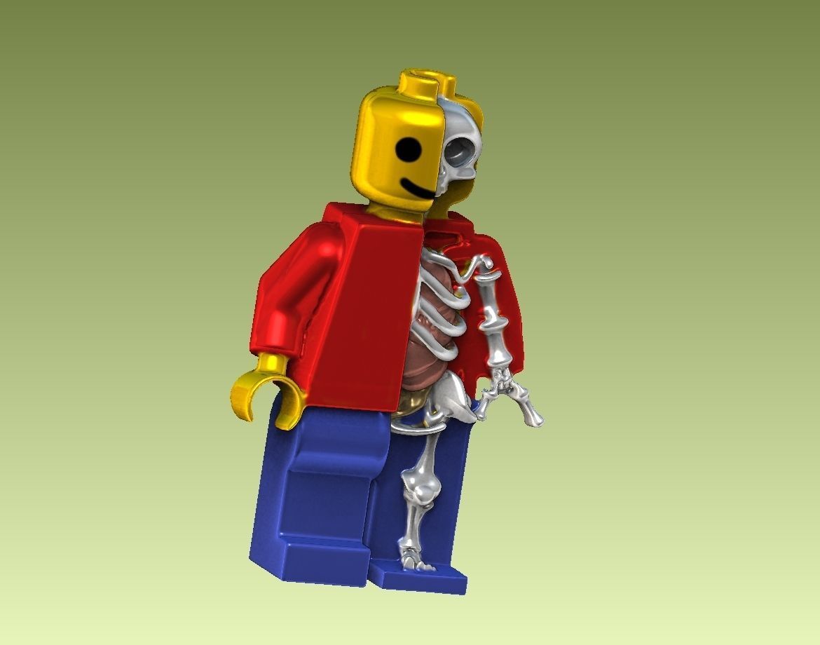 Lego Anatomy Model at Mack Ralph blog