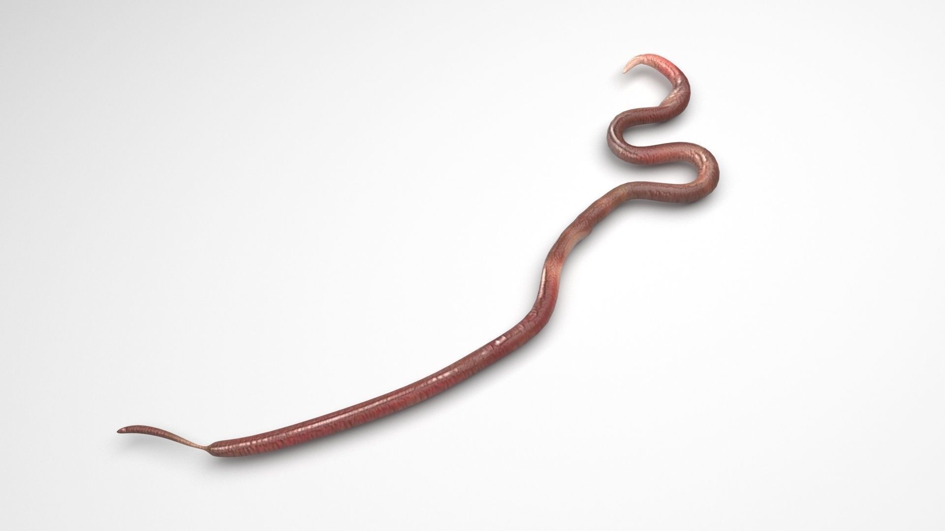Roundworm 3D model | CGTrader