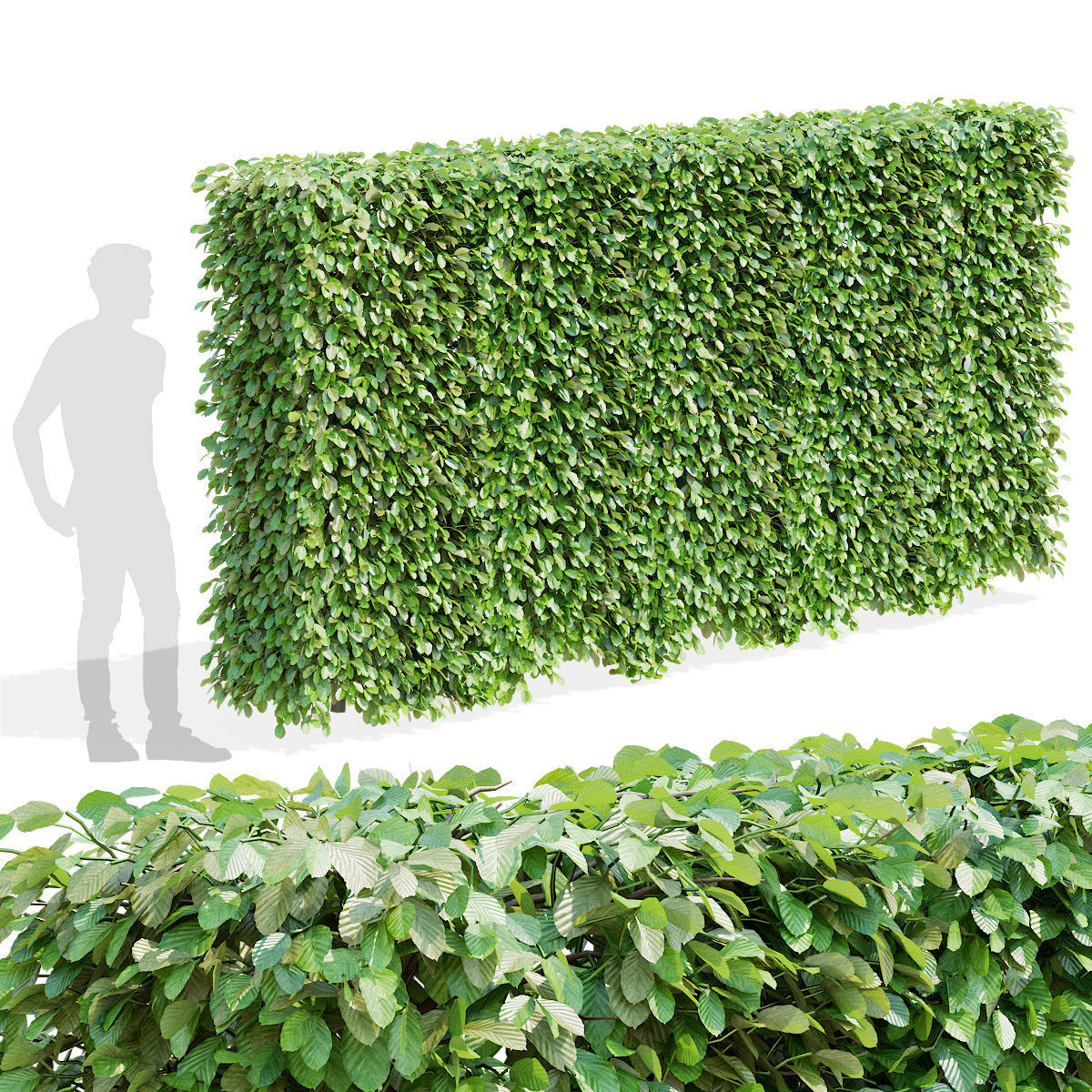 Fagus sylvatica hedge green 3D model | CGTrader