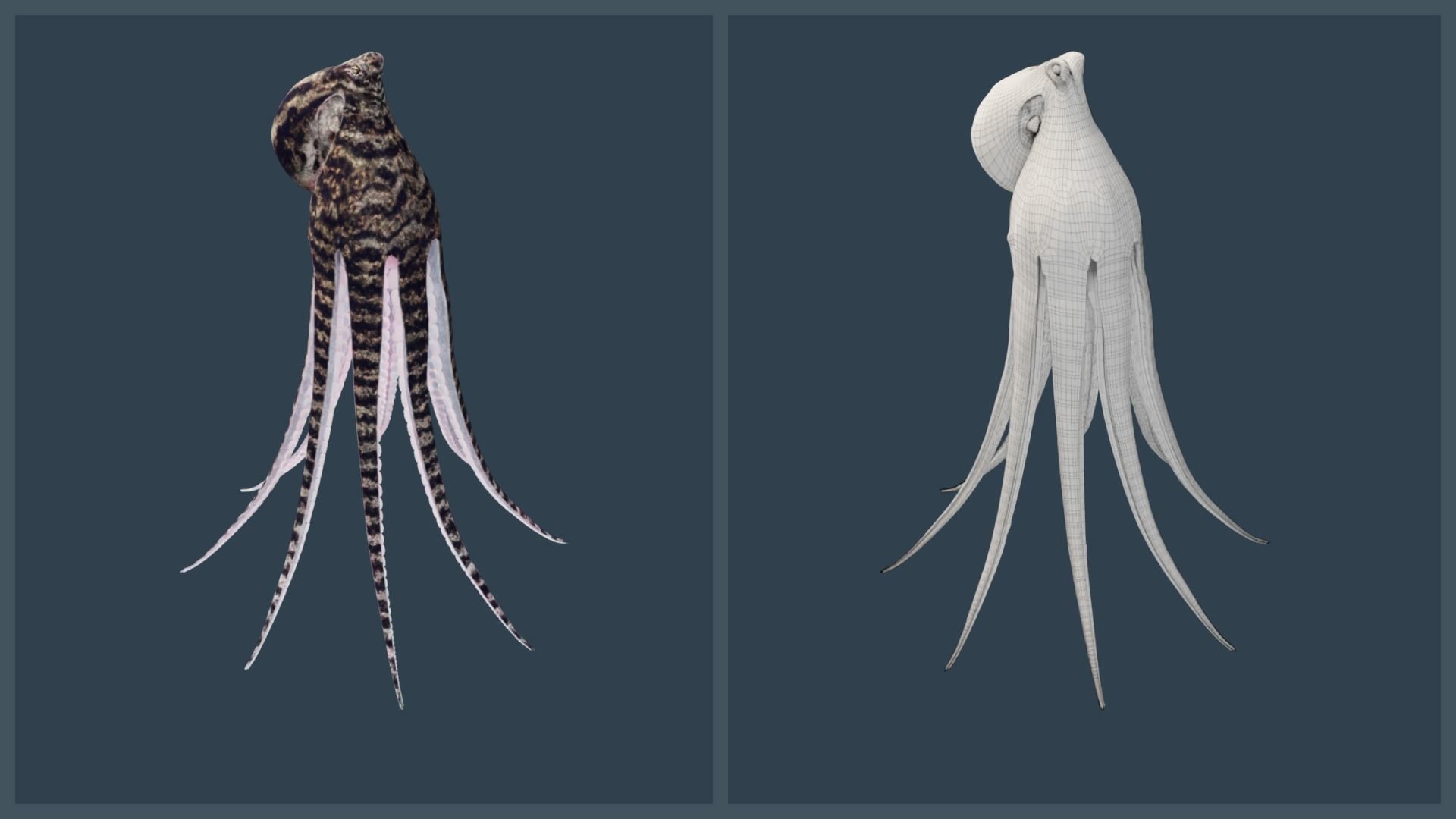 3D model Animated Mimic Octopus VR / AR / low-poly | CGTrader