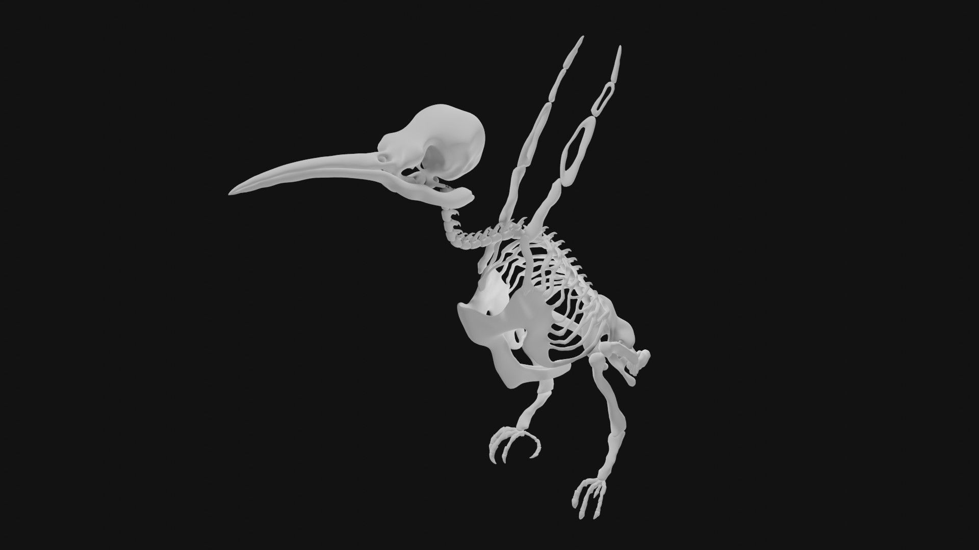 Hummingbird skeleton 3D model | CGTrader