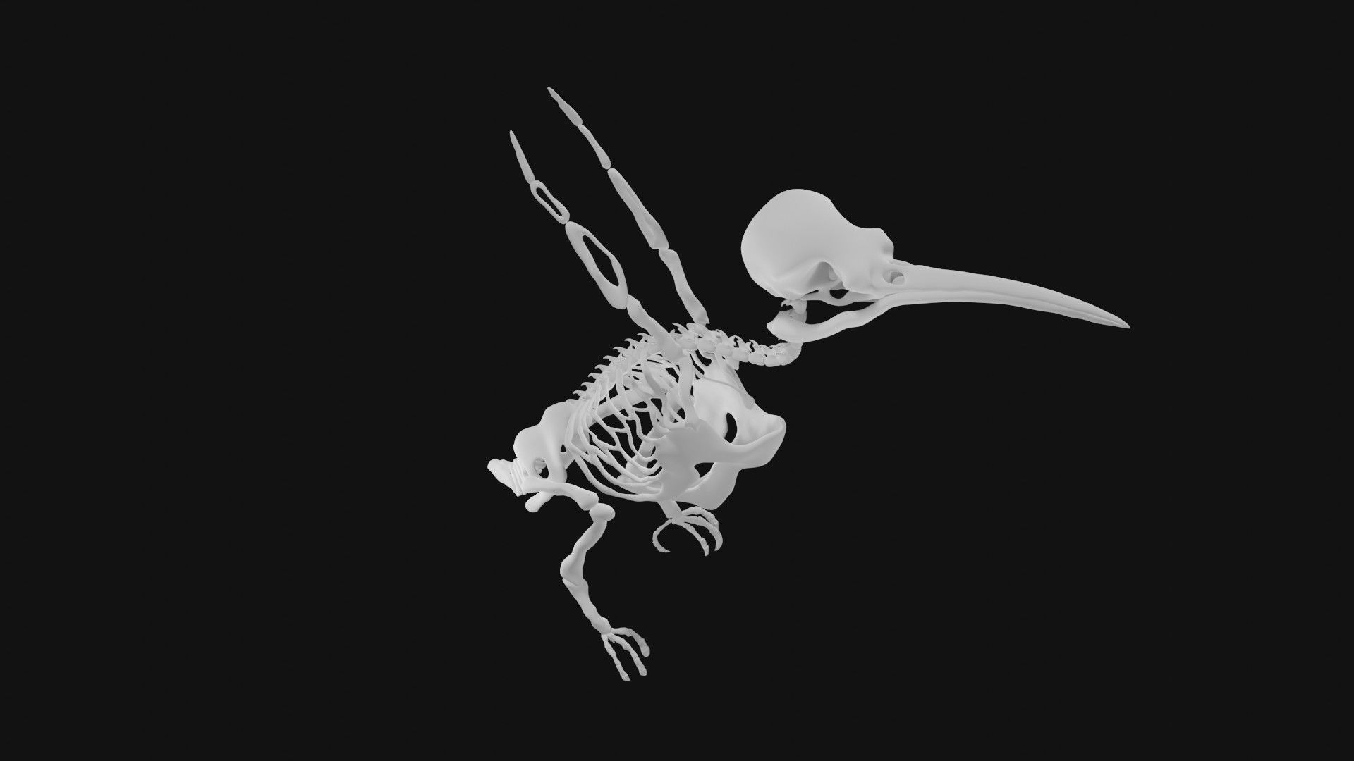 Hummingbird skeleton 3D model | CGTrader